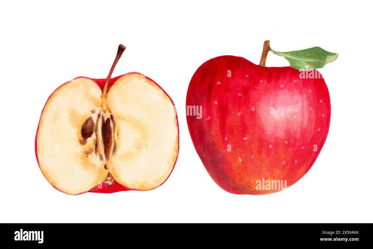 Realistic red apple with half.Watercolor and marker illustration Stock ...