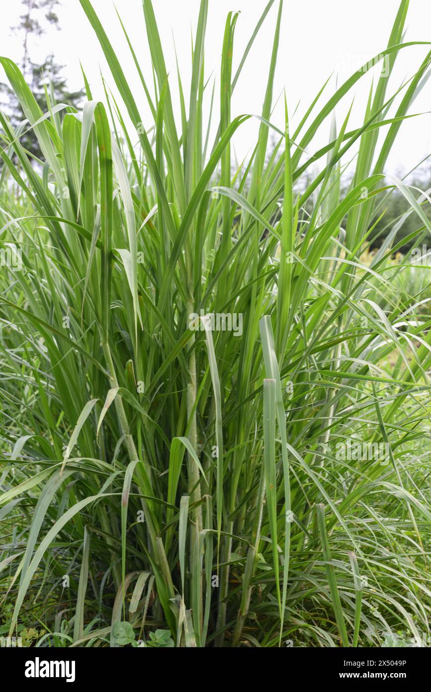 Napier grass hi-res stock photography and images - Alamy