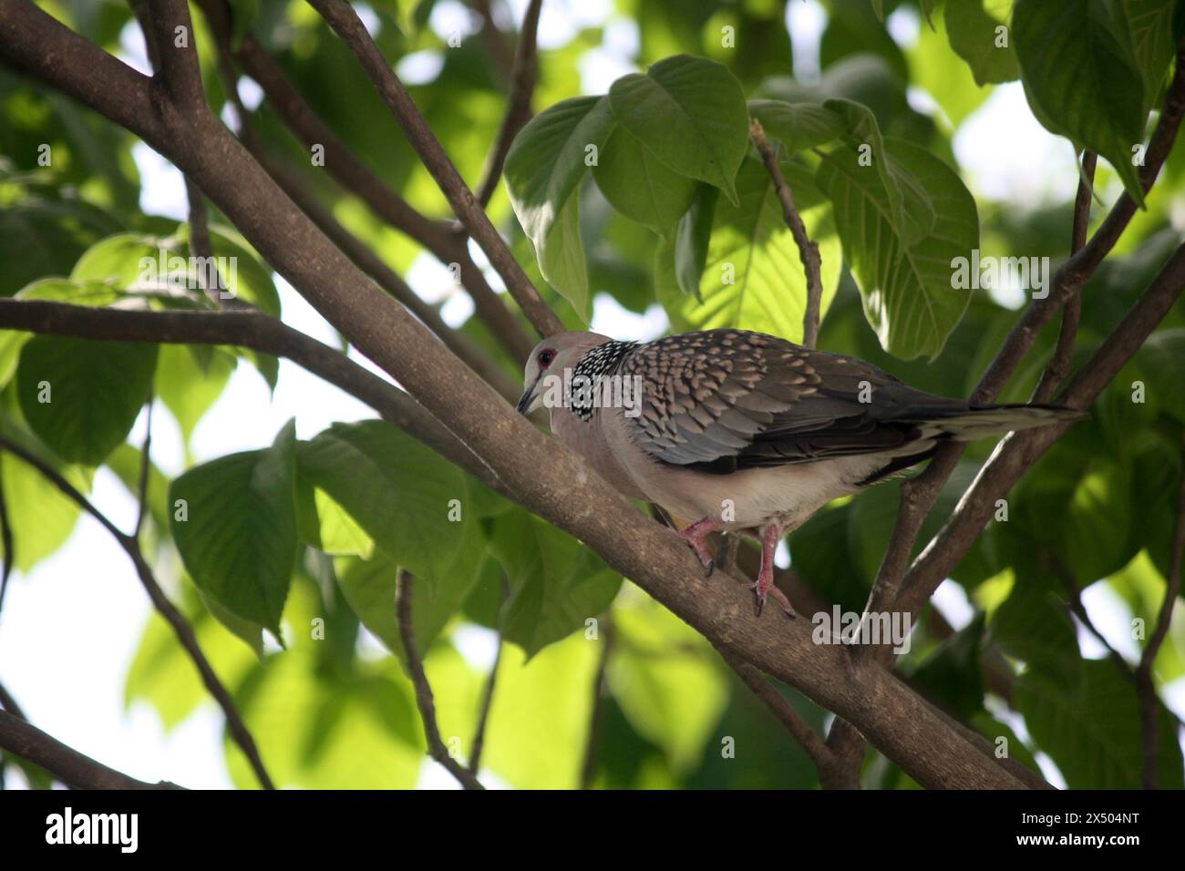 Spotted dove (Spilopelia chinensis suratensis) enjoying cool shade of a ...