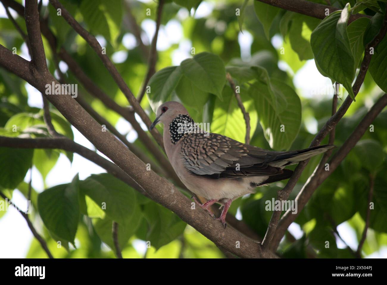 Spotted dove (Spilopelia chinensis suratensis) enjoying cool shade of a ...