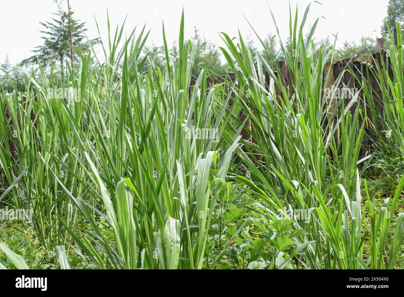 Napier grass hi-res stock photography and images - Alamy