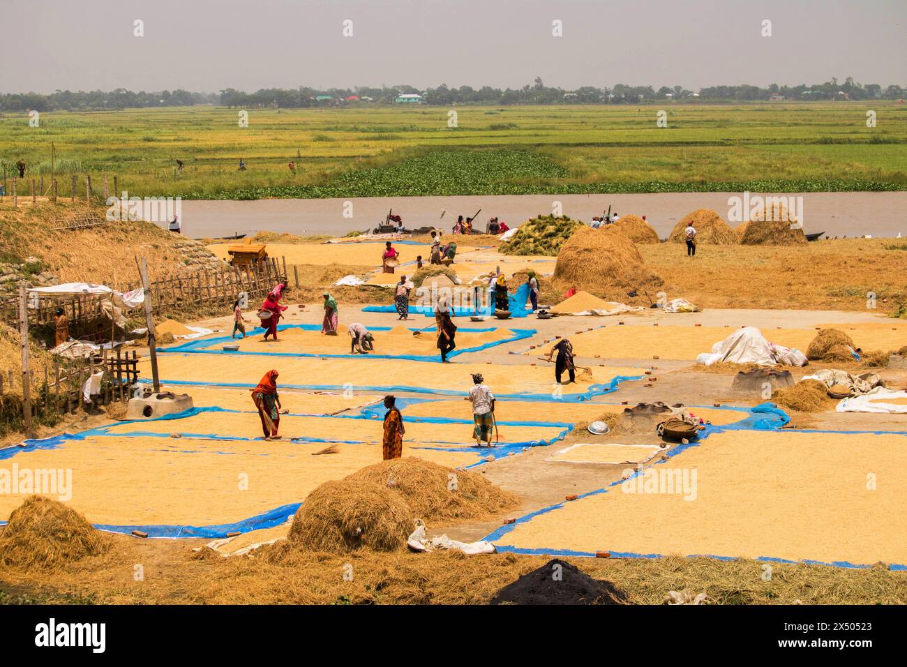 Rural pepoles worker drying rice on field,Farmers dry rice paddy in ...