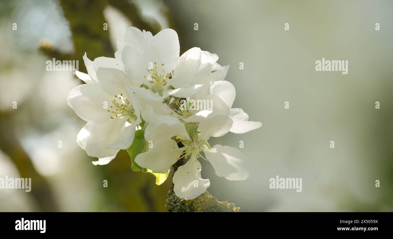 Cluster of white apple tree blossoms with delicate petals in various ...