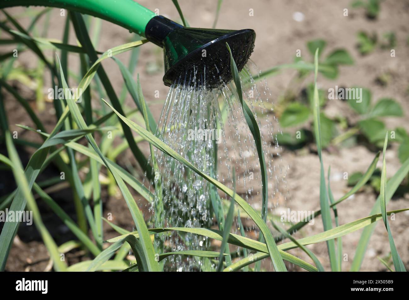 Watering can is pouring water onto a sprouting garlic leaves, sense of ...