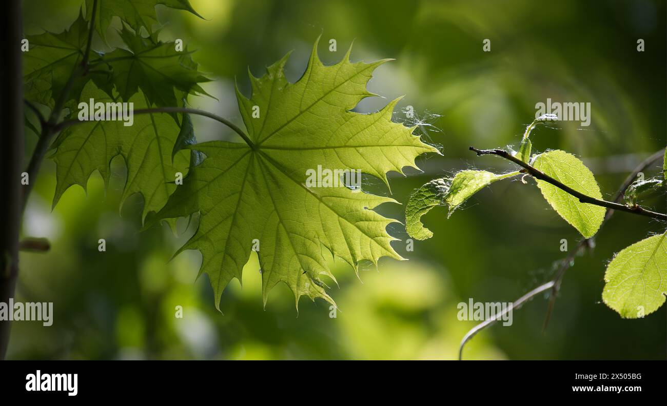 Various green maple leaves of different shades and sizes, from bright ...