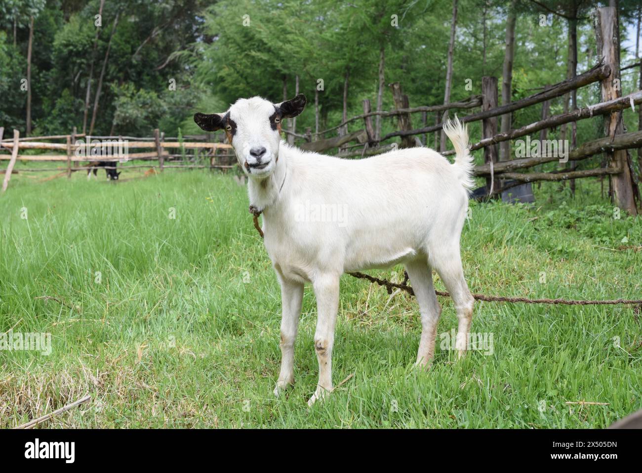 a white goat tied to feed Stock Photo - Alamy