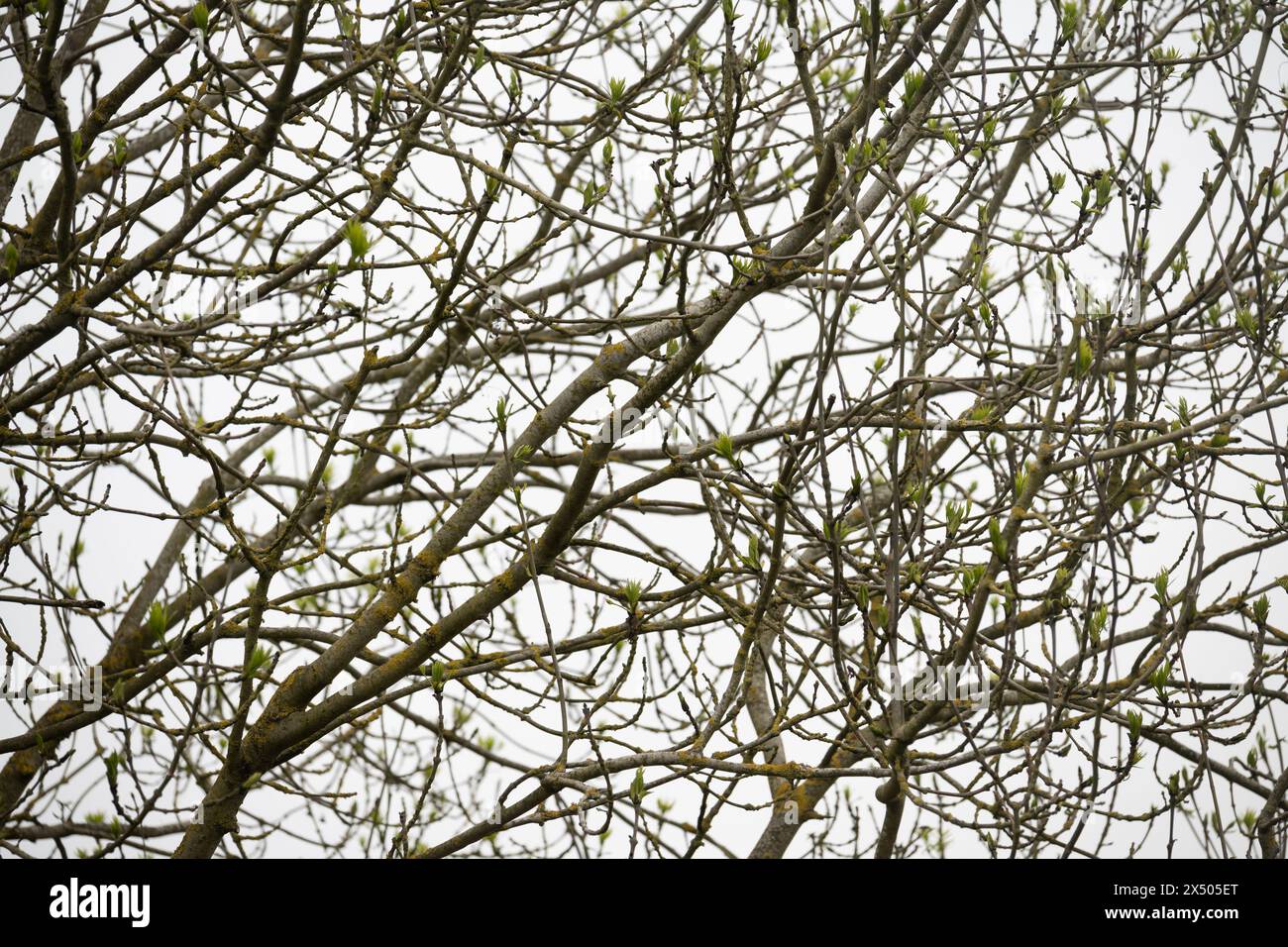 Ash tree with buds bursting open in spring, Warwickshire, UK Stock ...