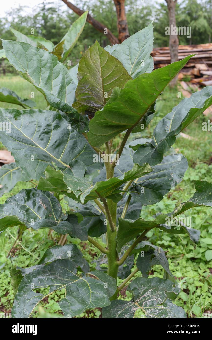 Tamarillo " tree tomato" growing in the backyard Stock Photo - Alamy
