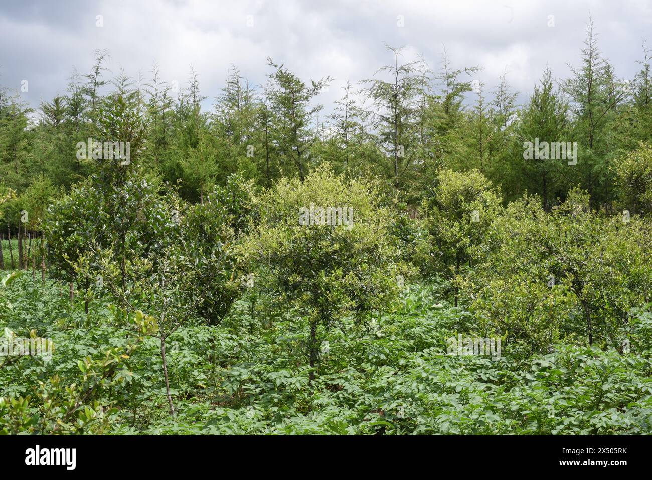 Indigenous trees. Young indigenous trees forest near the mountain Stock ...