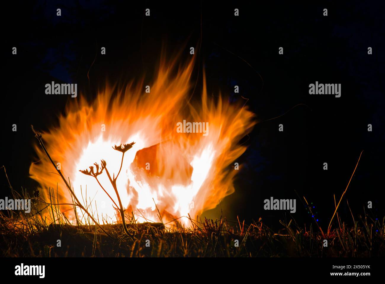 A campfire closeup, slow shutter speed, silhouette of plants on the ...