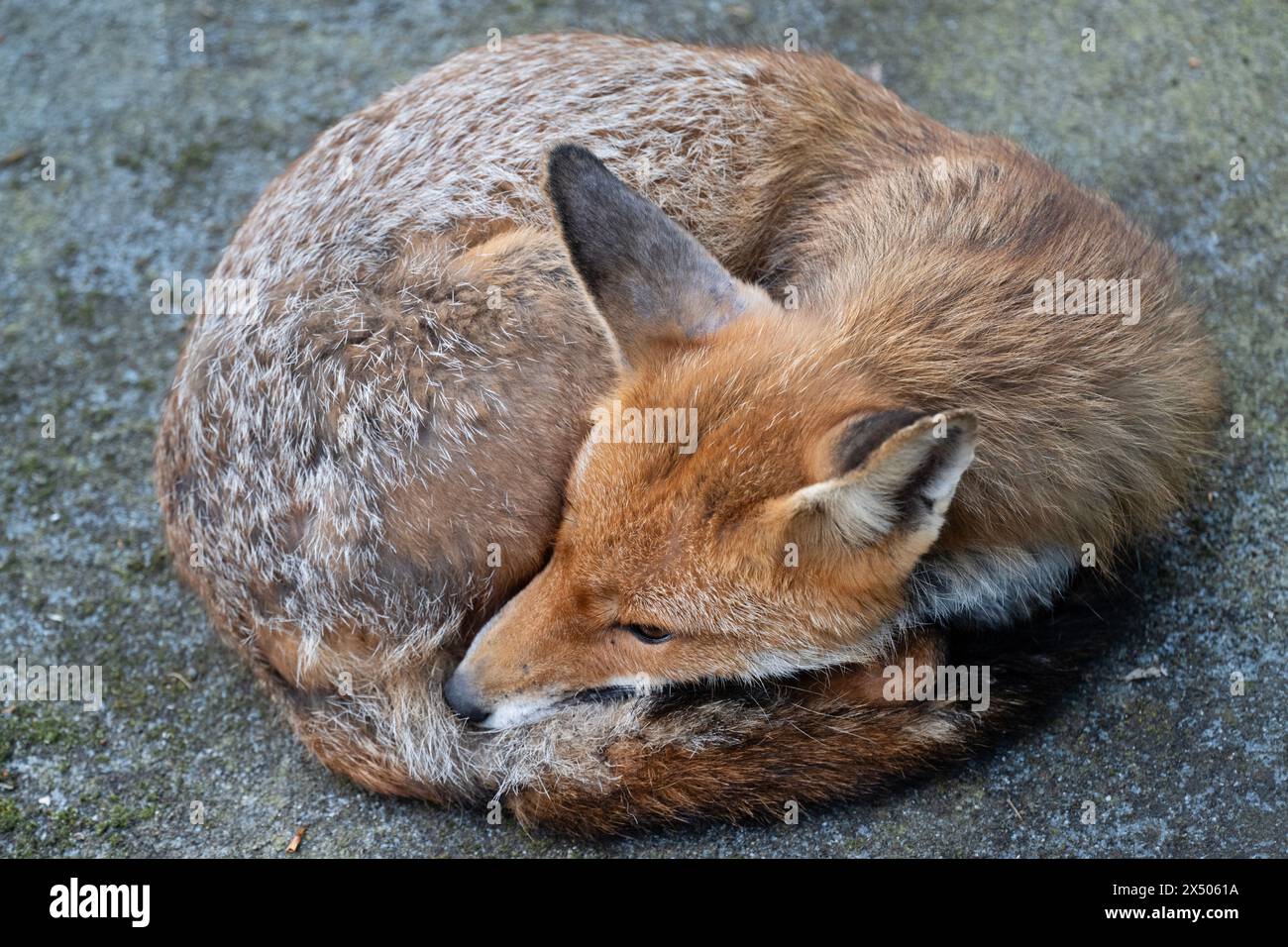 Adult, vixen, Red Fox, Vulpes vulpes, resting on garden shed roof close ...