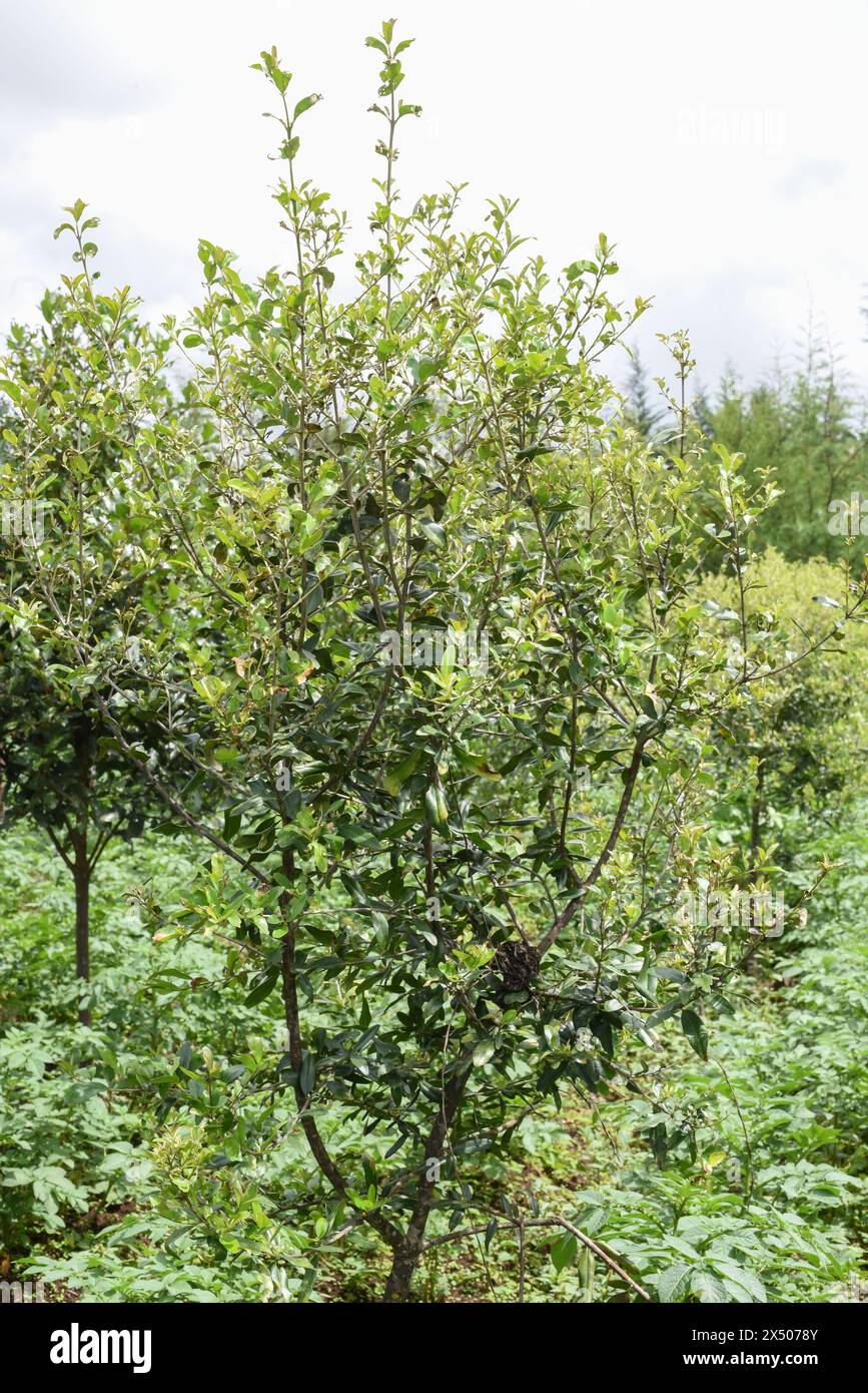 Indigenous trees. Young indigenous trees forest near the mountain Stock ...