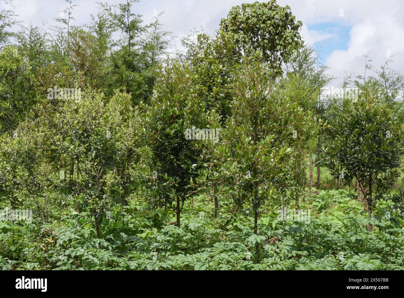 Indigenous trees. Young indigenous trees forest near the mountain Stock ...
