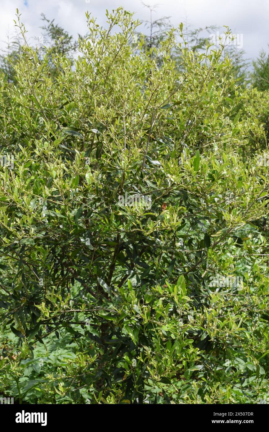 Indigenous trees. Young indigenous trees forest near the mountain Stock ...