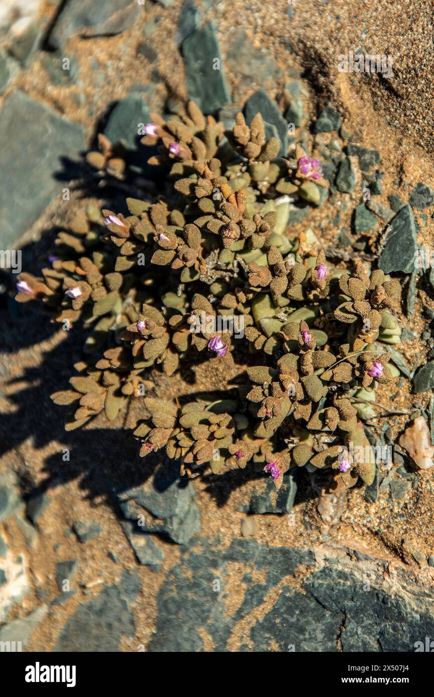 Psammophora modesta exuding a sticky substance for sand to stick to and ...
