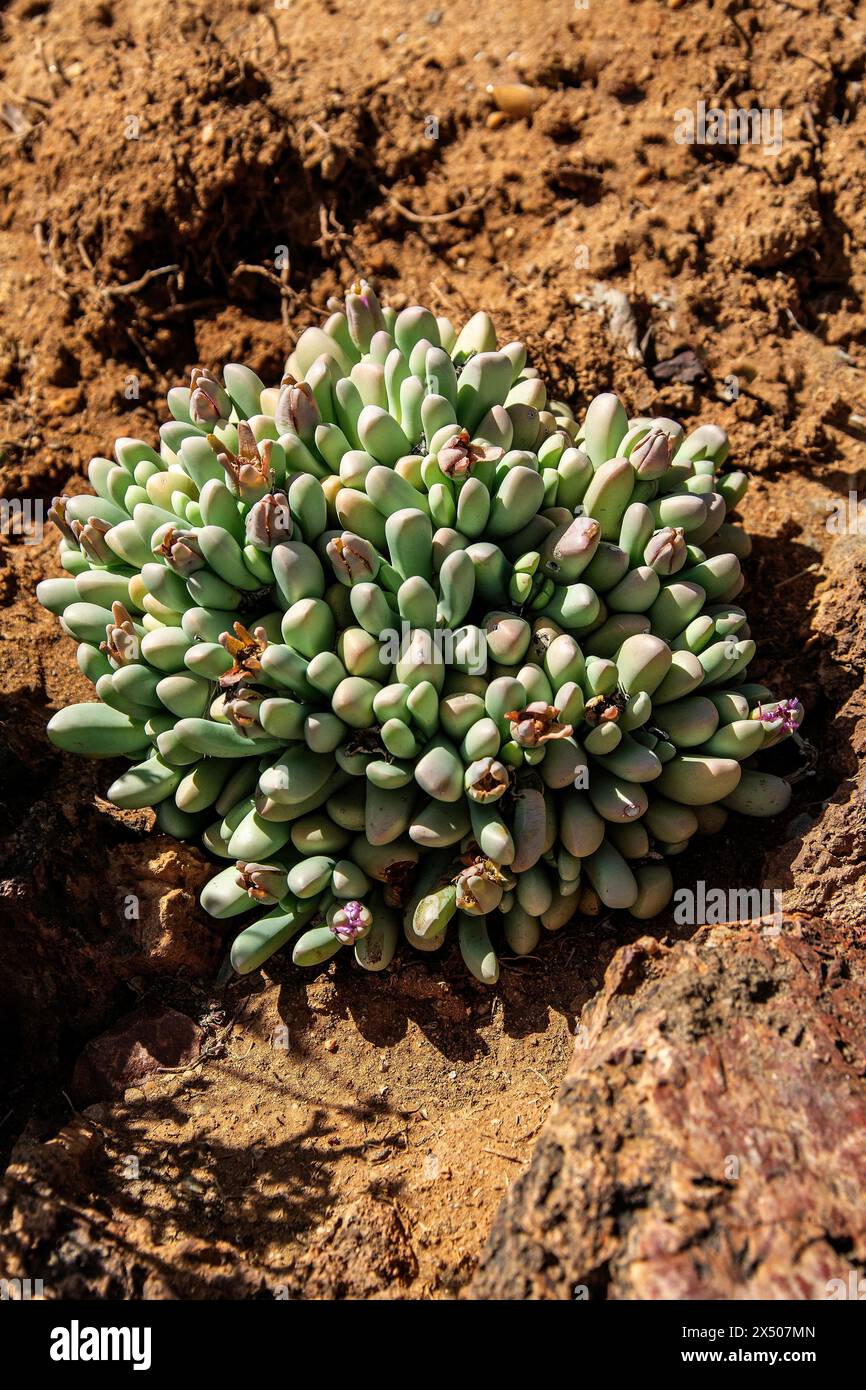 Dracophilus dealbatus; a succulent growing on a hillside near ...