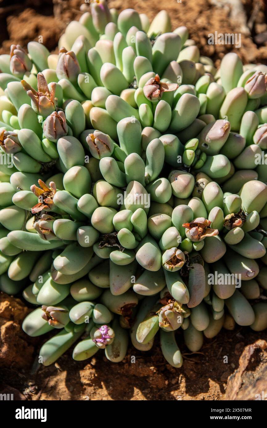 Dracophilus hi-res stock photography and images - Alamy