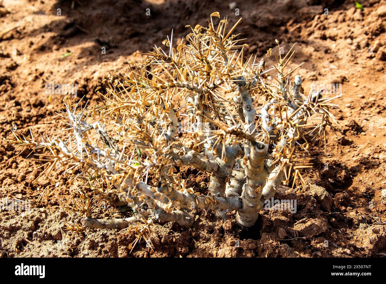 Bushman Candle, Sarcocaulon Mossamedense, growing near Oranjemund in ...