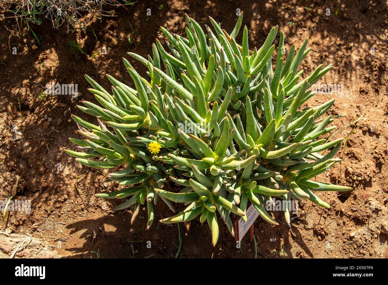 An endangered, young Aloe ramosissima or Maiden's Quiver Tree growing ...