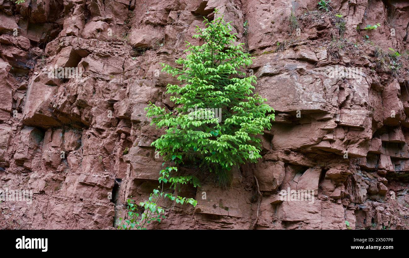 Trees in the stone wall of a quarry Stock Photo - Alamy