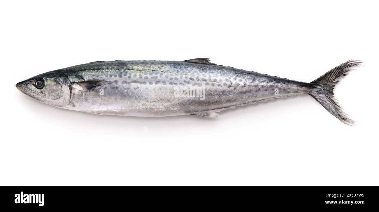 Japanese Spanish mackerel isolated on white background Stock Photo - Alamy