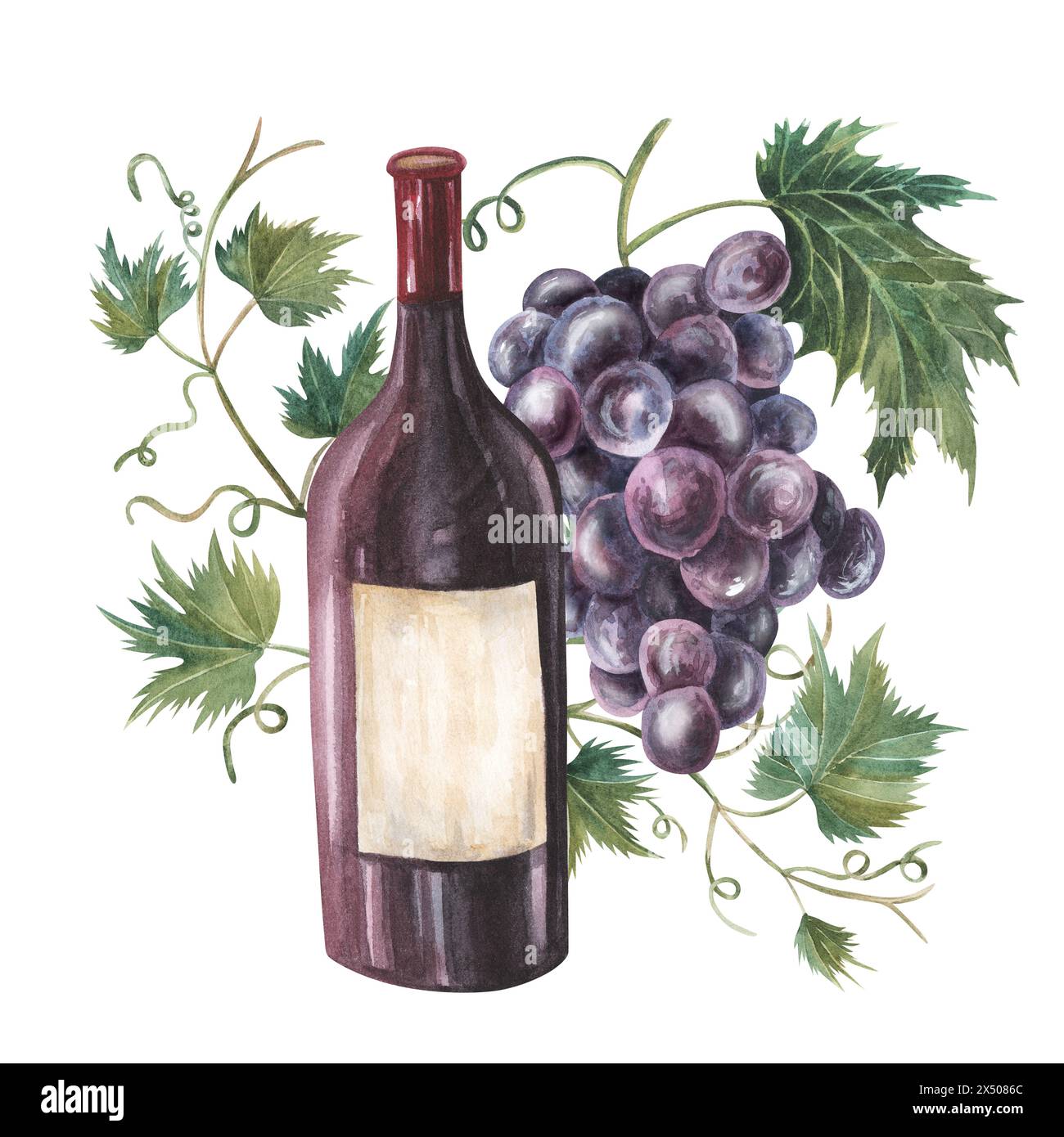 Wine bottle of red wine., grape. Han drawn watercolor illustration ...