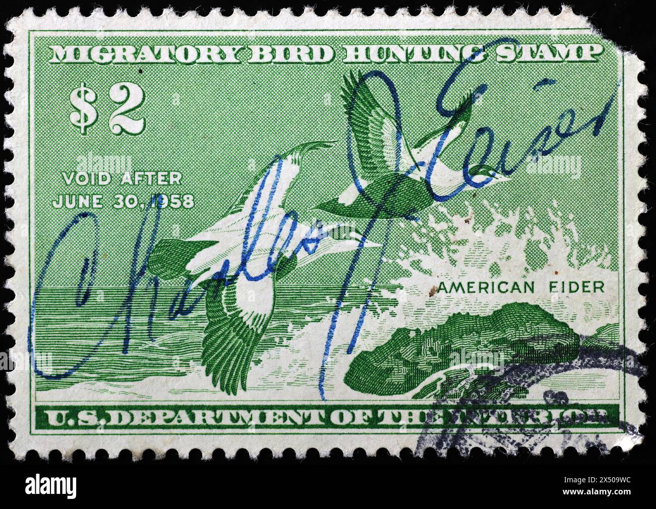 American eiders on ancient american stamp Stock Photo - Alamy