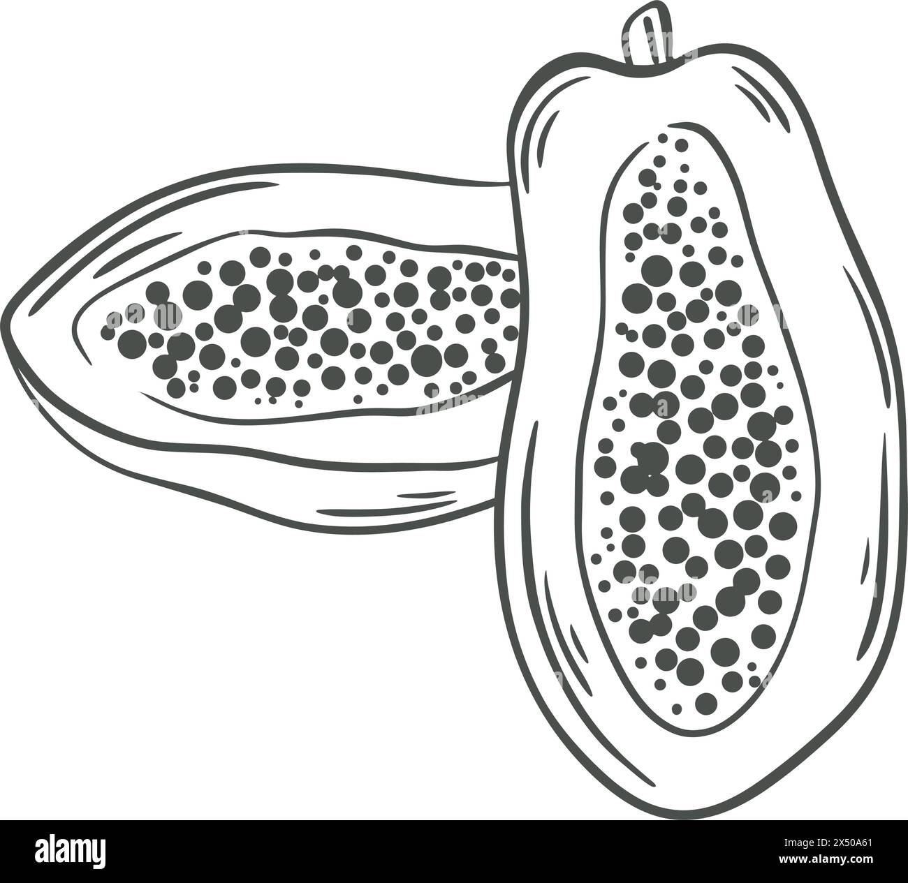 Papaya fruit hand drawn sketch Stock Vector Image & Art - Alamy