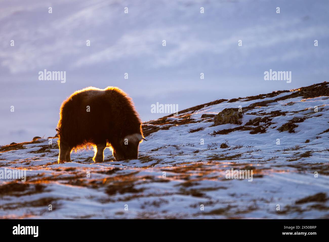 Beautiful portrait of a baby musk ox in the snow looking for something ...