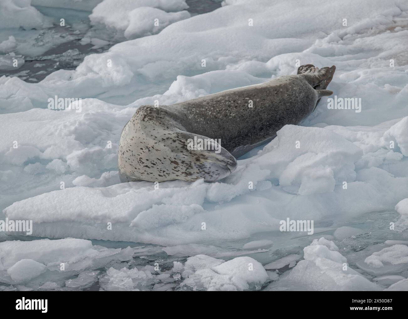 Leopard seal teeth hi-res stock photography and images - Alamy