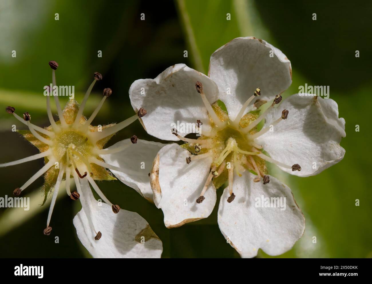 The blossom of a Snow Pear (Pyrus nivalis) in a garden in Suffolk, UK ...