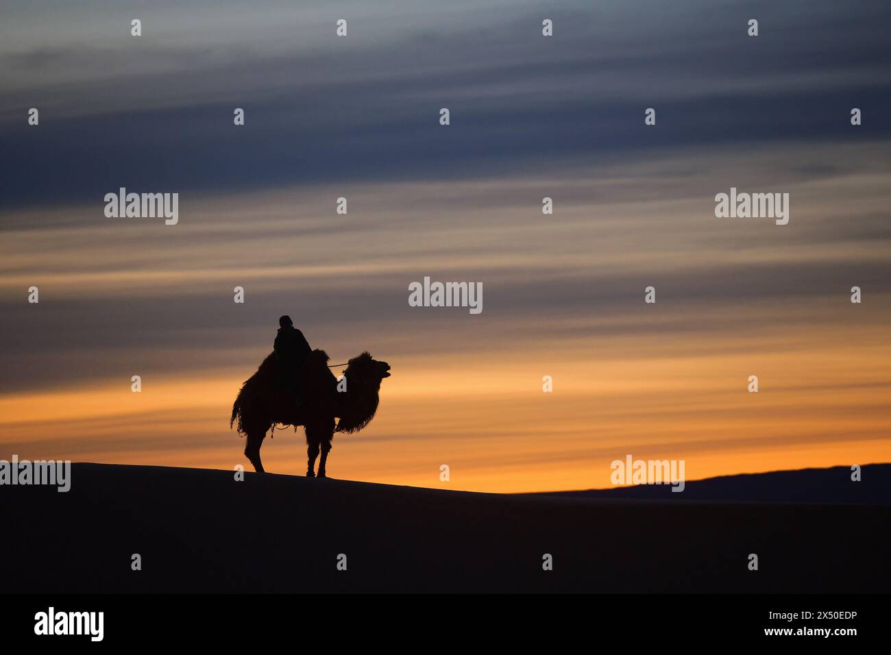 Silhouette of a person riding a Bactrian camel (Camelus bactrianus) at ...
