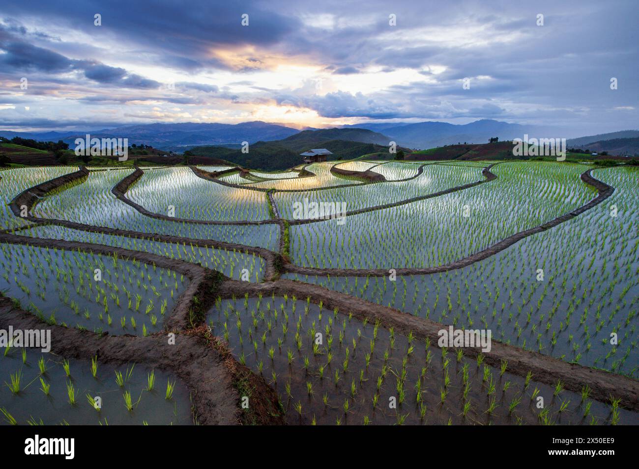 Aerial view of a flooded terraced rice field in rural landscape ...