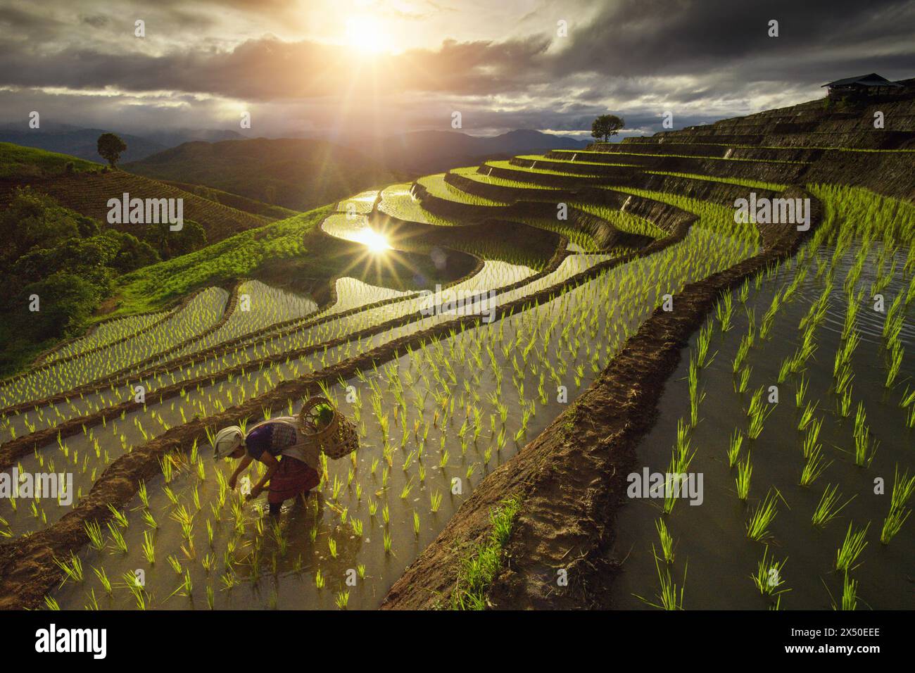 Female farmer planting rice plants in terraced paddy fields at sunset ...