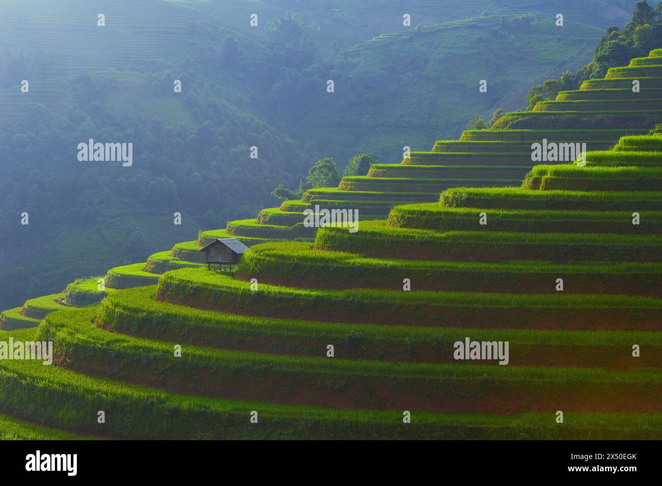 Close-up side view of a small hut in terraced rice fields, Mu Cang Chai ...