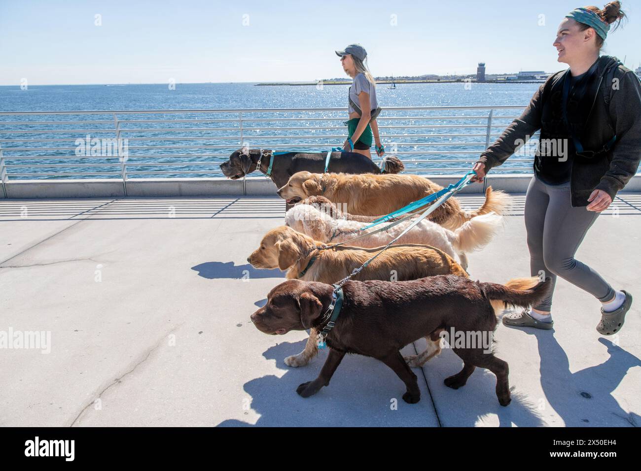 Two women walking group of dogs on pier, Florida, USA Stock Photo - Alamy