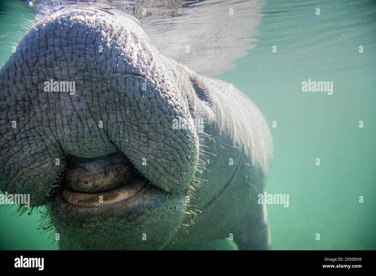 Florida manatee mouth hi-res stock photography and images - Alamy