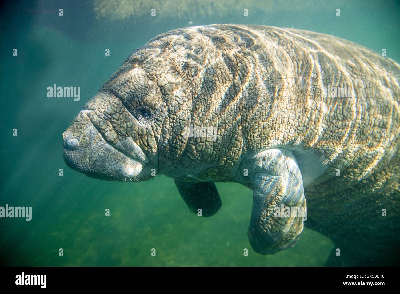 Manatee portrait hi-res stock photography and images - Alamy