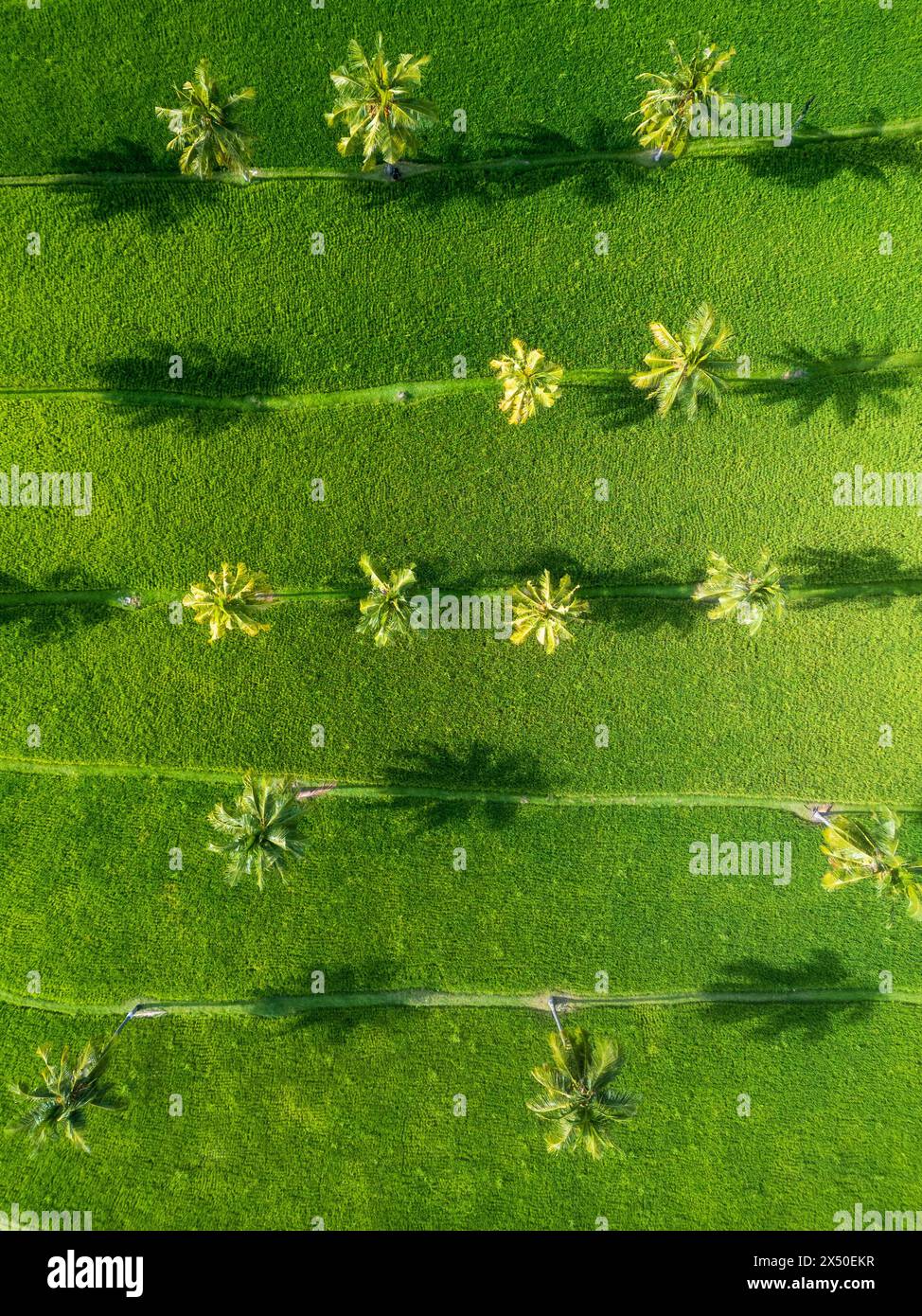 Aerial view of palm trees growing in a terraced rice field, Lombok ...