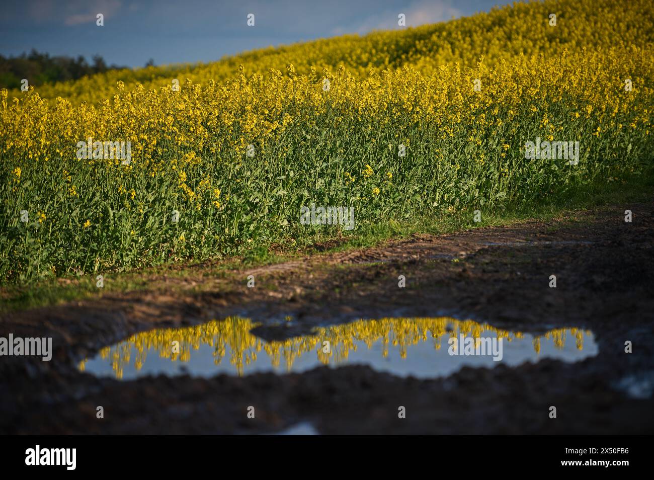 Wild rapeseed field by the road with a puddle Stock Photo - Alamy