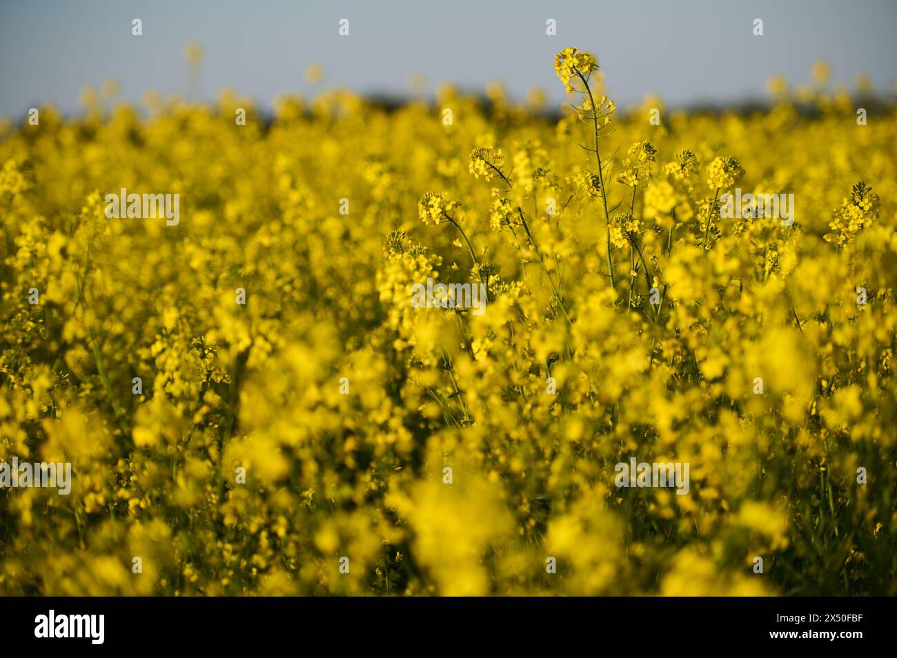 A field of blooming rapeseed with several flowering plants canola ...