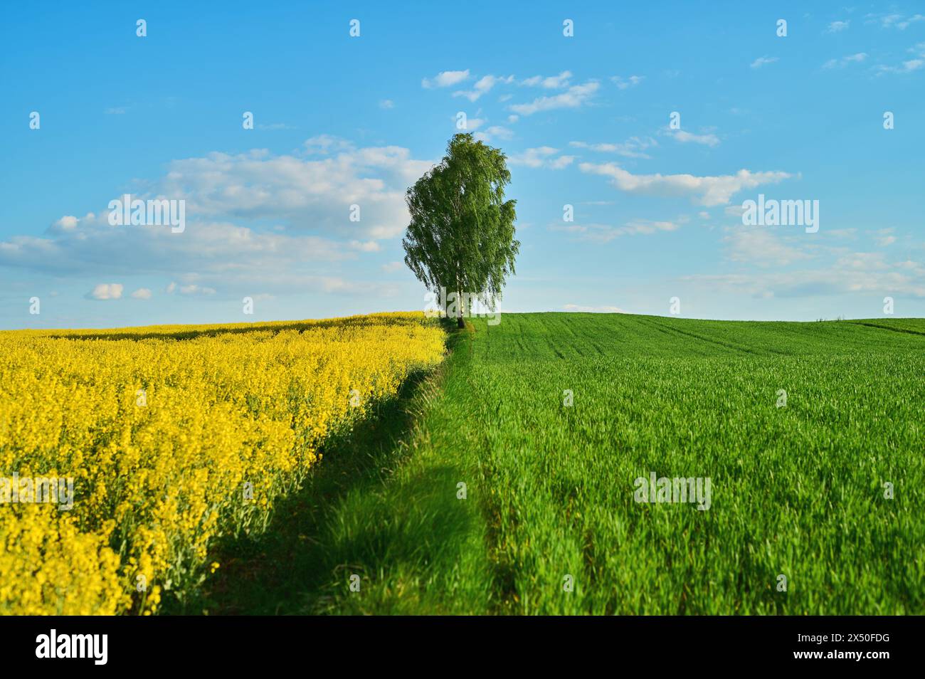 A birch tree on the border of fields at the top of a hill against a ...