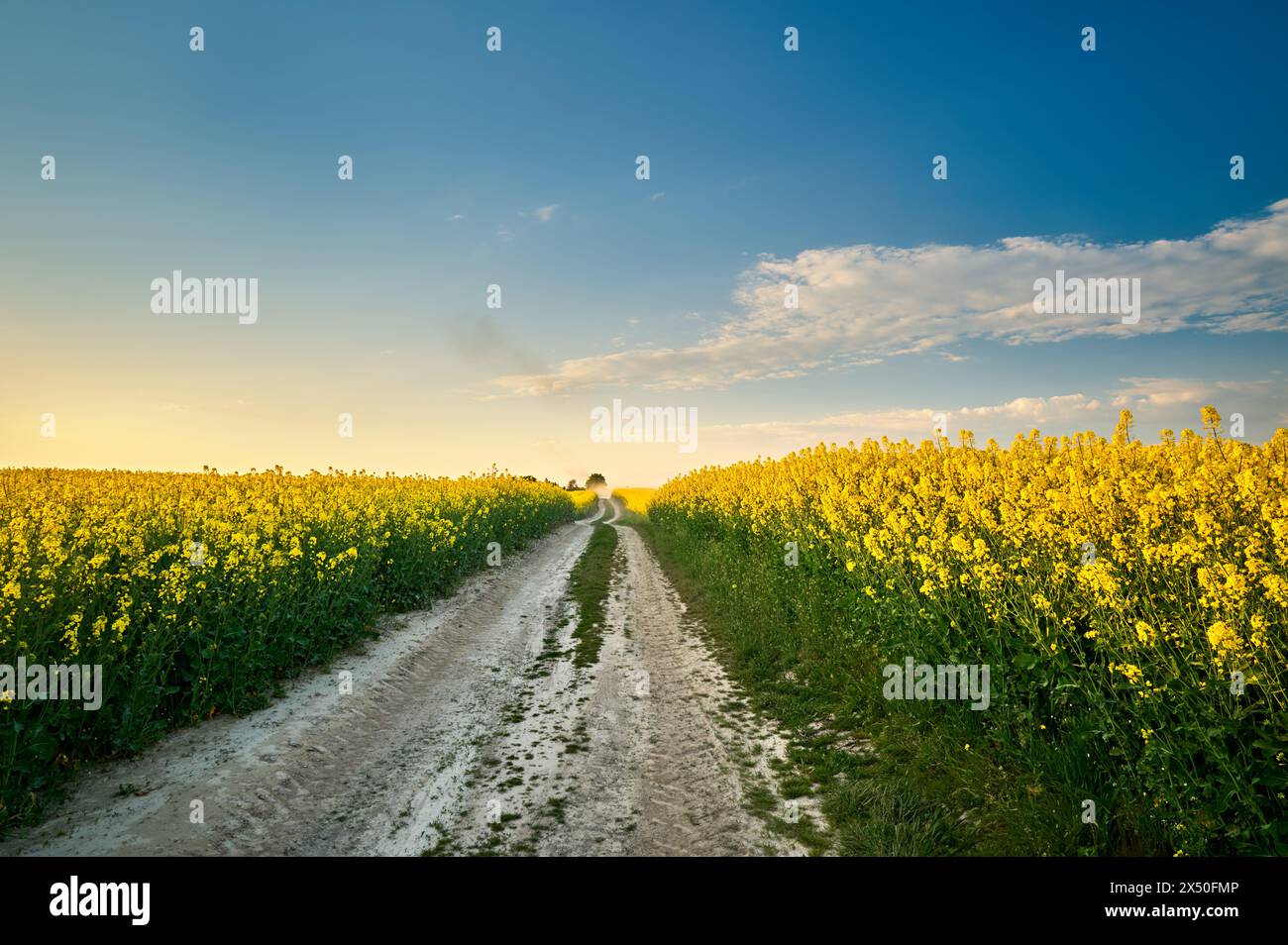 Yellow rapeseed fields illuminate the sunset, painting the rural ...