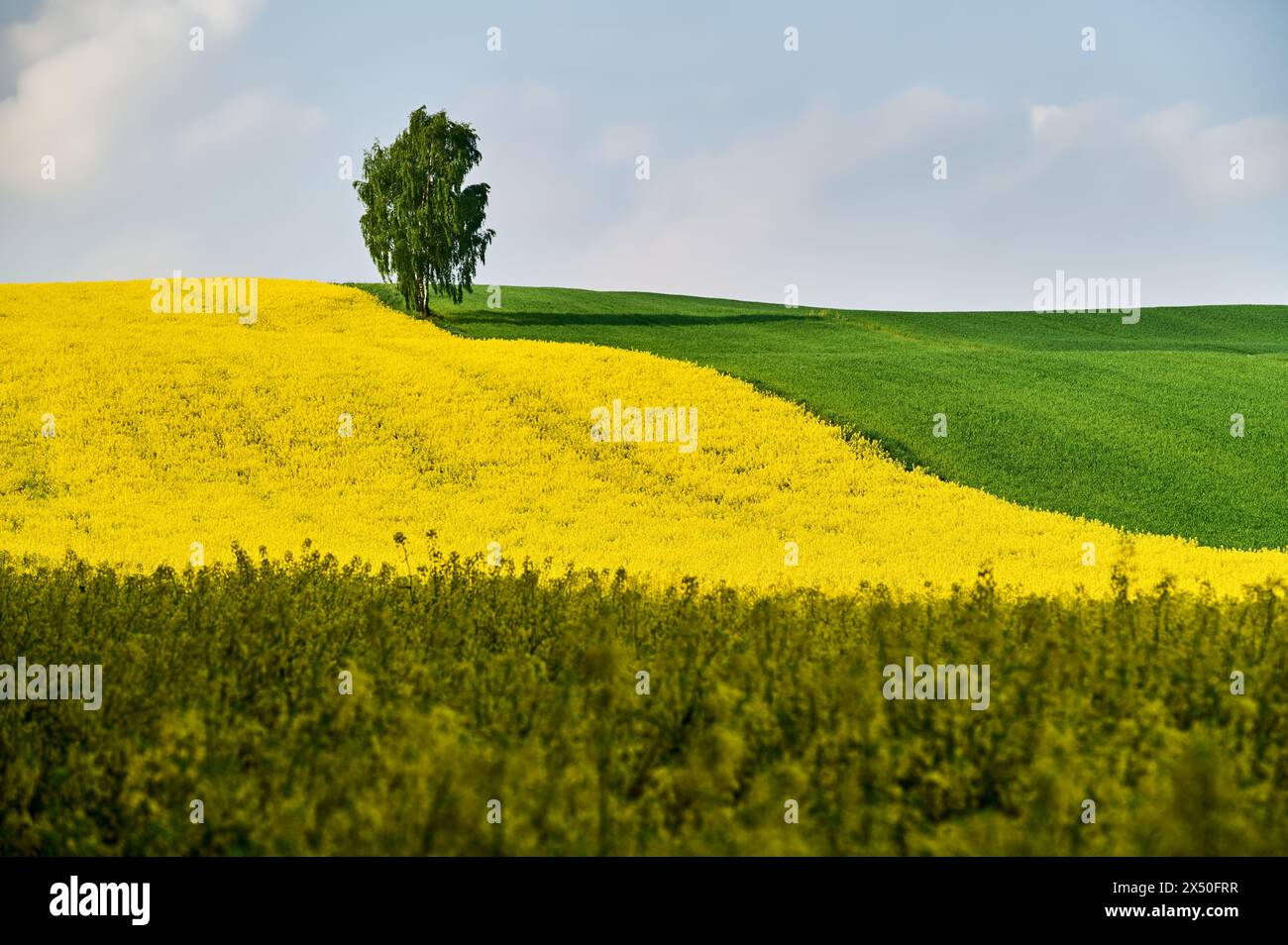 Between rapeseed and wheat fields, a lonely birch tree grows on a hill ...