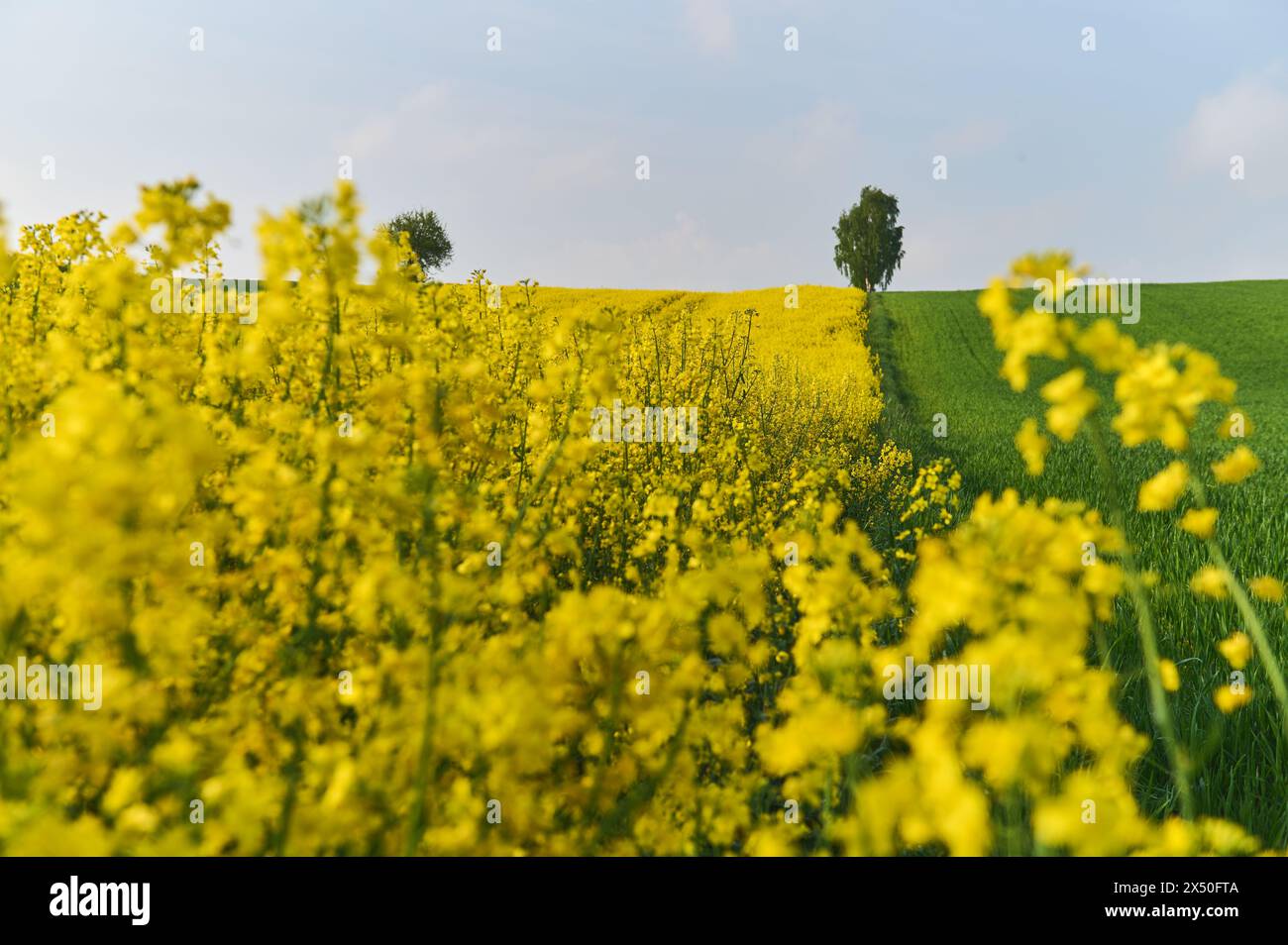 In the middle of a vast gap, between golden rapeseed and a green wheat ...