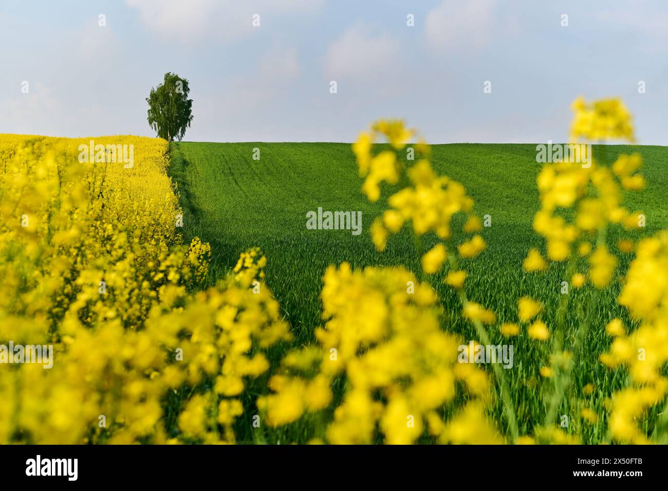 In the heart of the field; between two fields, there is a single birch ...