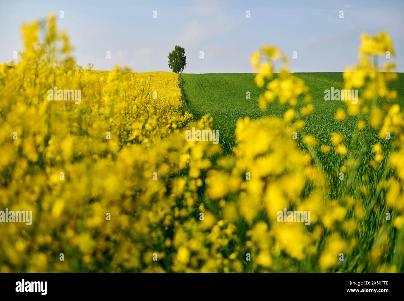 Colorful fields in spring under blue sky Stock Photo - Alamy