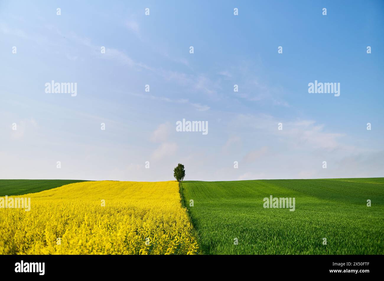 Organic cultivation of rapeseed and grain through sustainable ...
