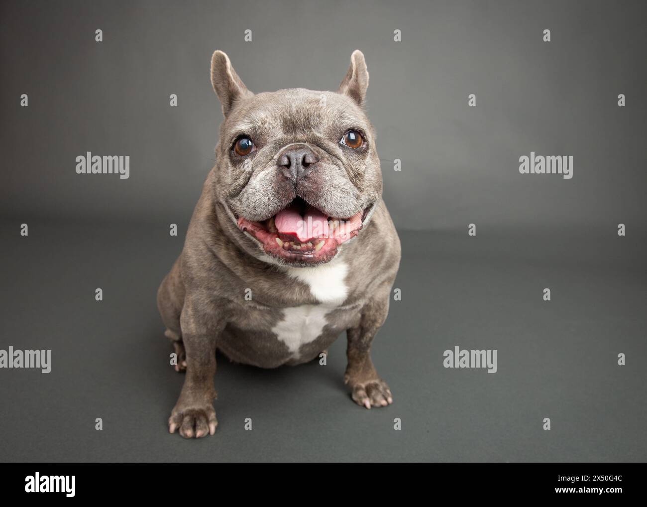 Portrait of a blue brindle french bulldog sitting in front of a grey ...