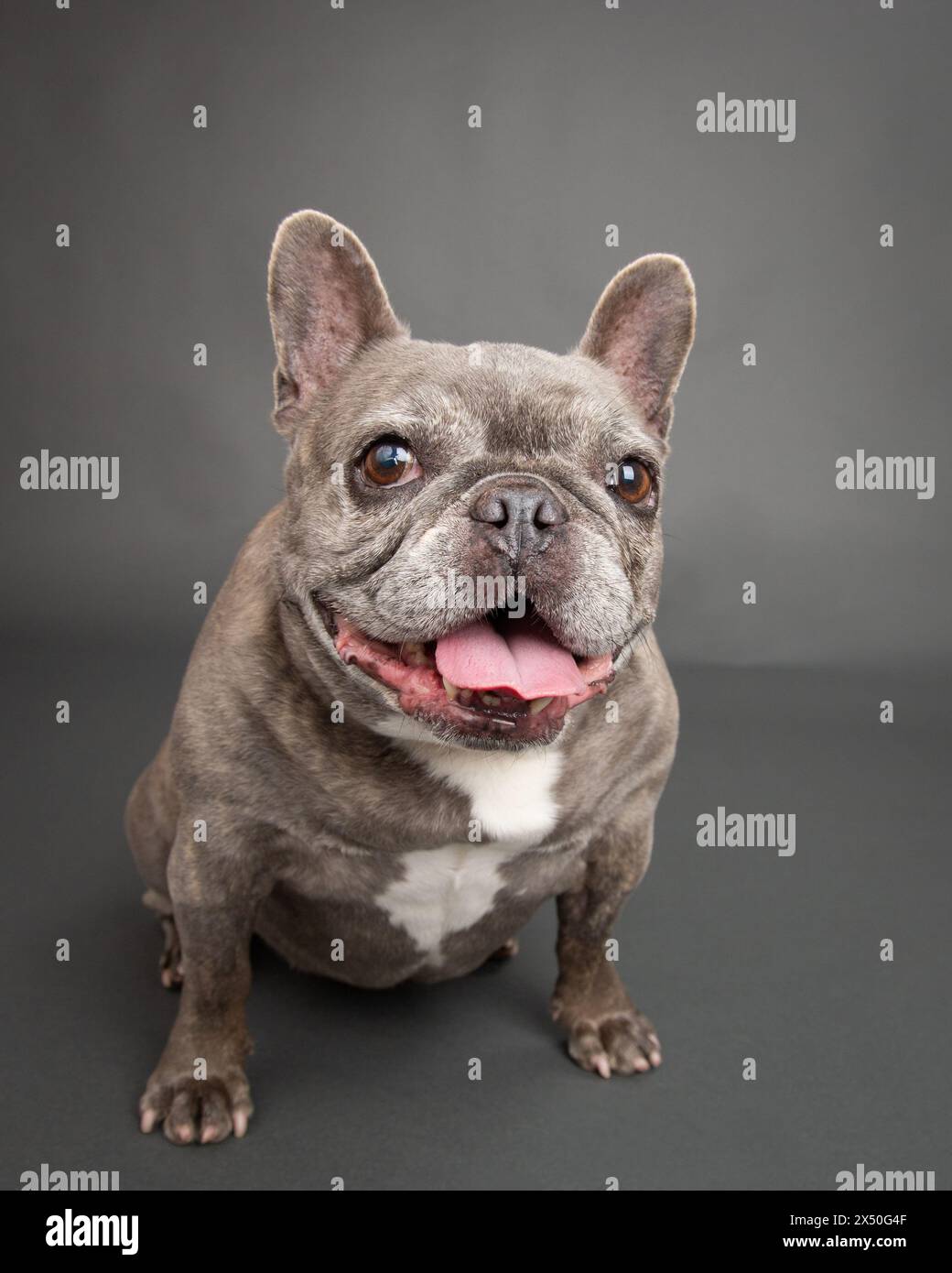 Portrait of a blue brindle french bulldog sitting in front of a grey ...